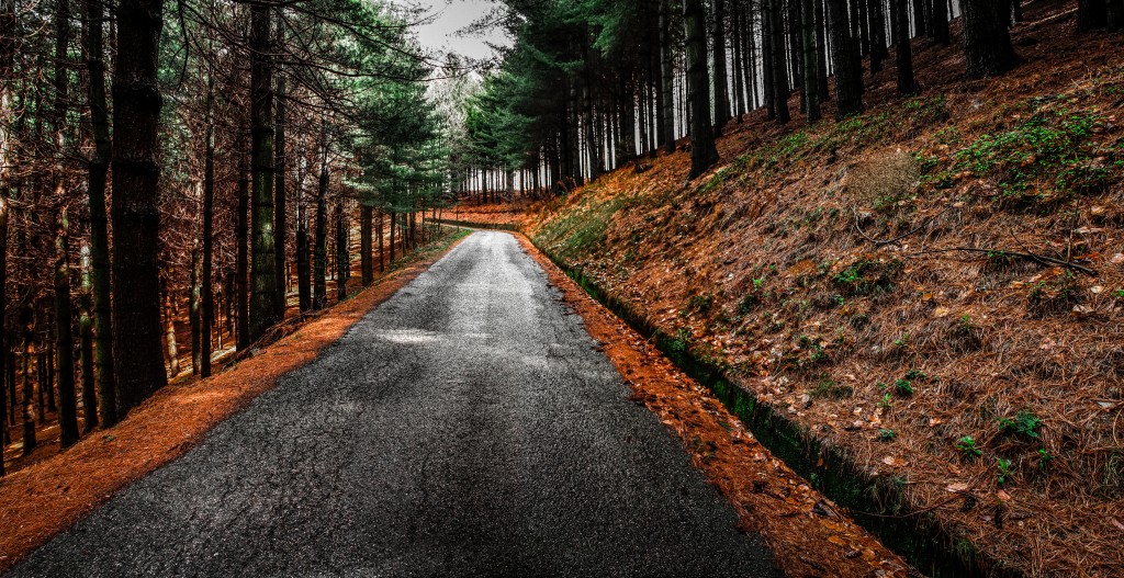 A Forest Road - PixaHive