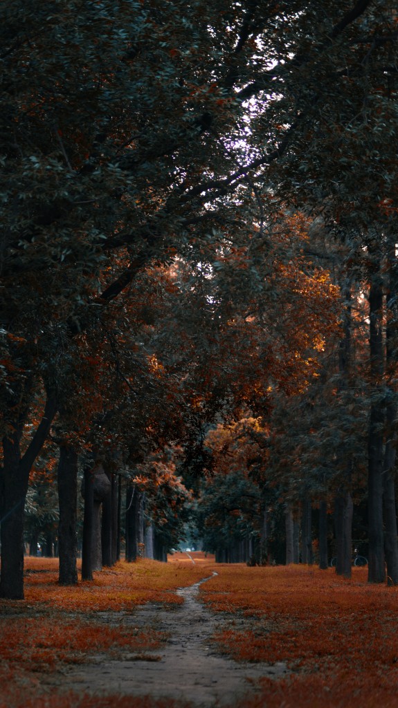 A Forest way - PixaHive