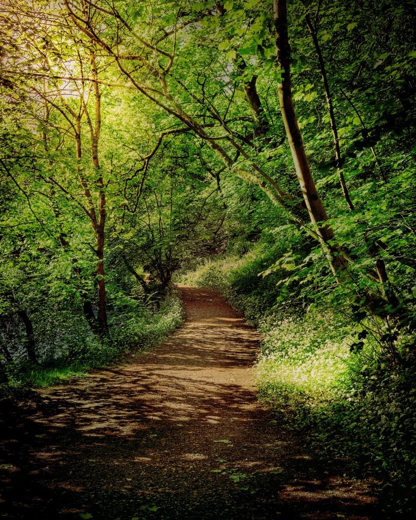 A Path in the Forest - PixaHive