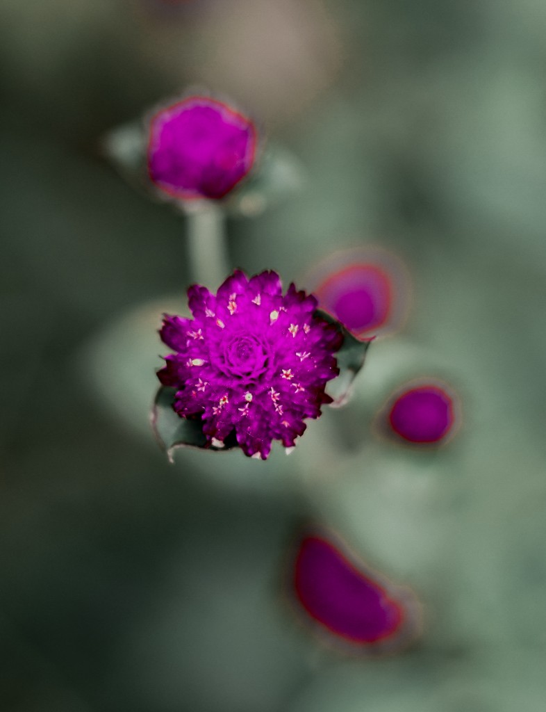 Purple Flower on Grey Background - PixaHive
