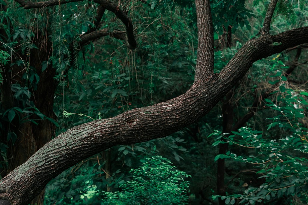 Forest Trees - PixaHive