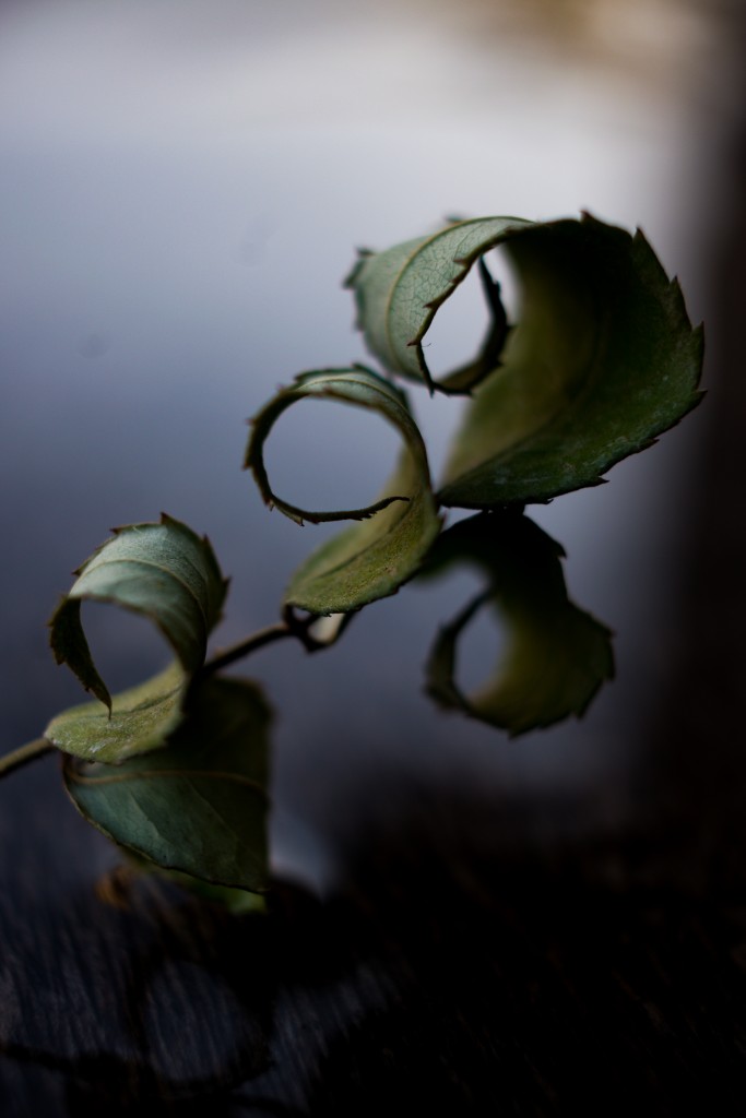 Abstract leaves - PixaHive