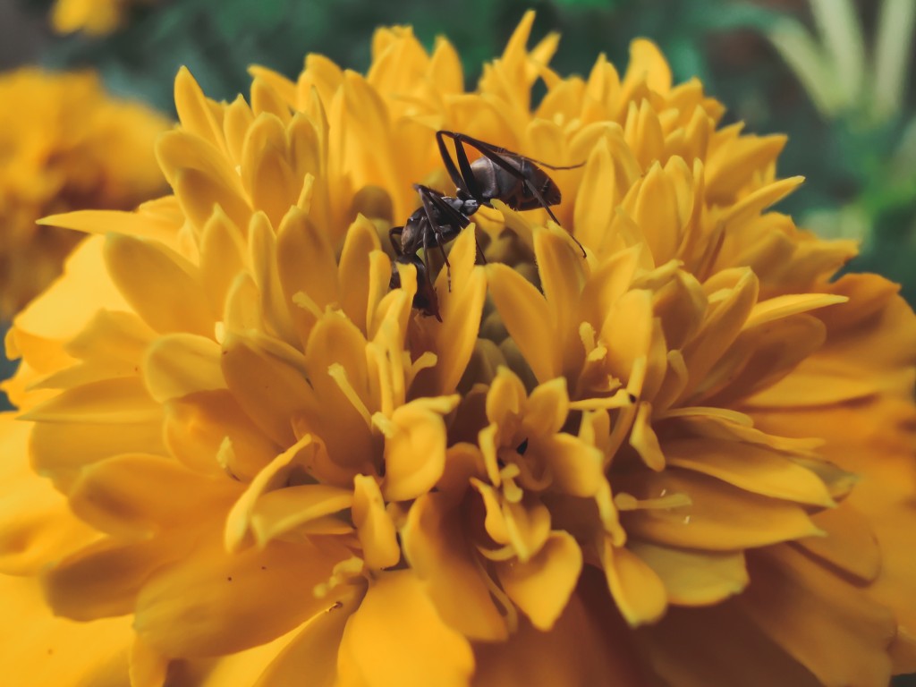 Ant on the Flower - PixaHive