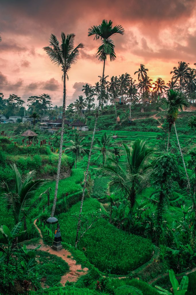 Balinese Rice Fields - PixaHive