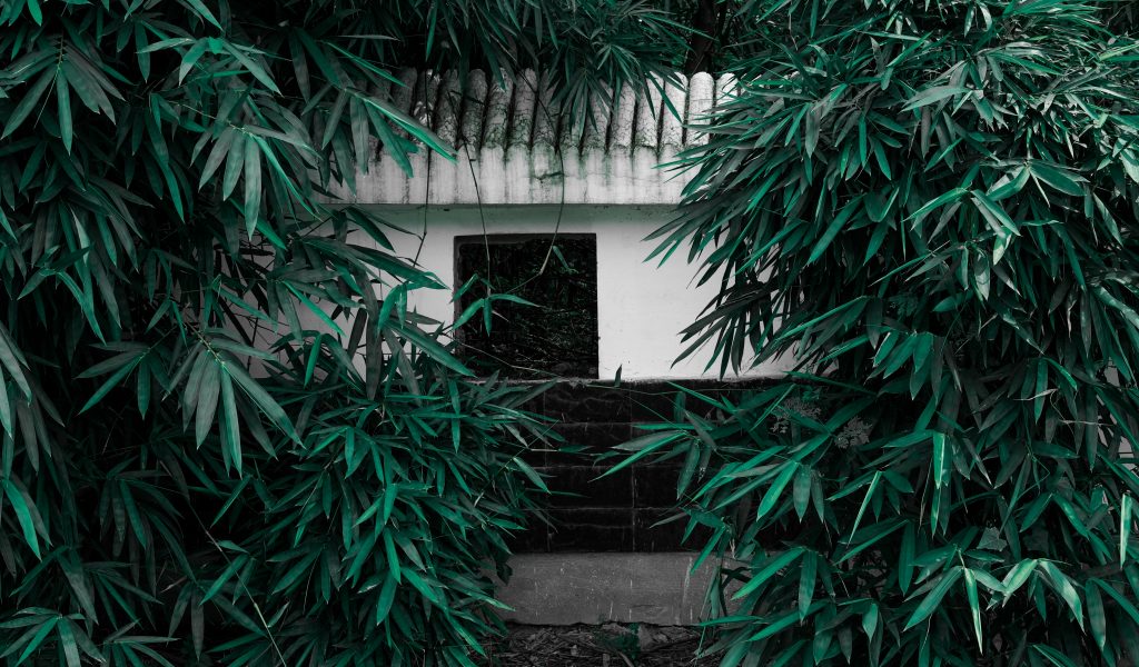 Bamboo tree and white window wall - PixaHive