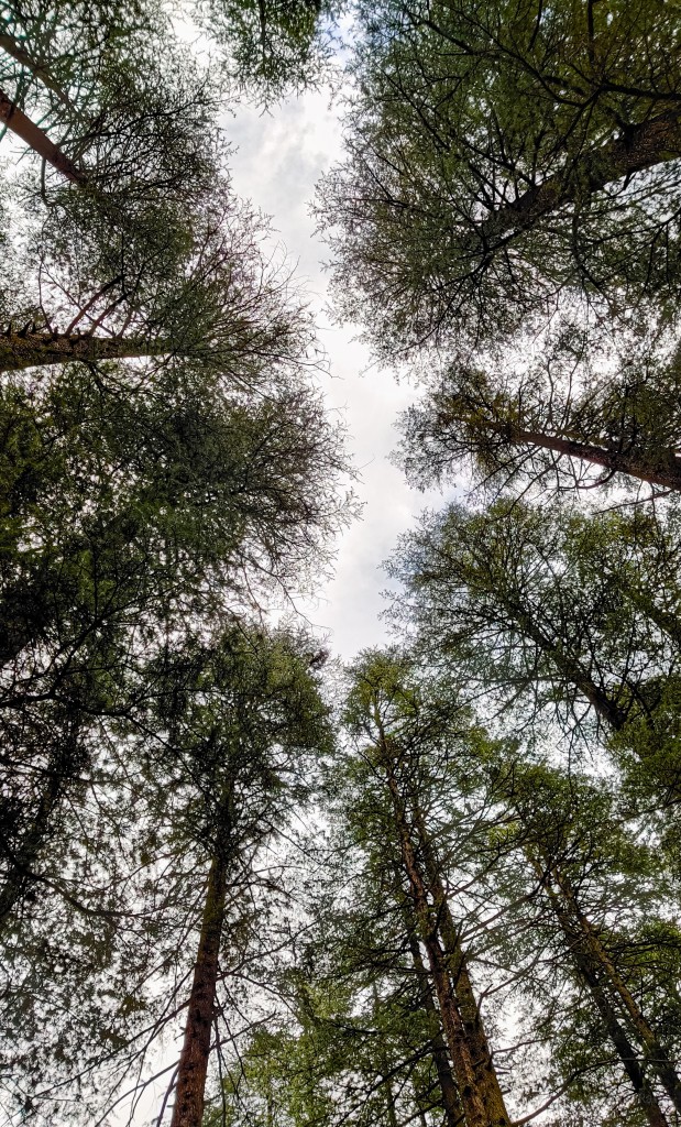 Beautiful Trees - PixaHive