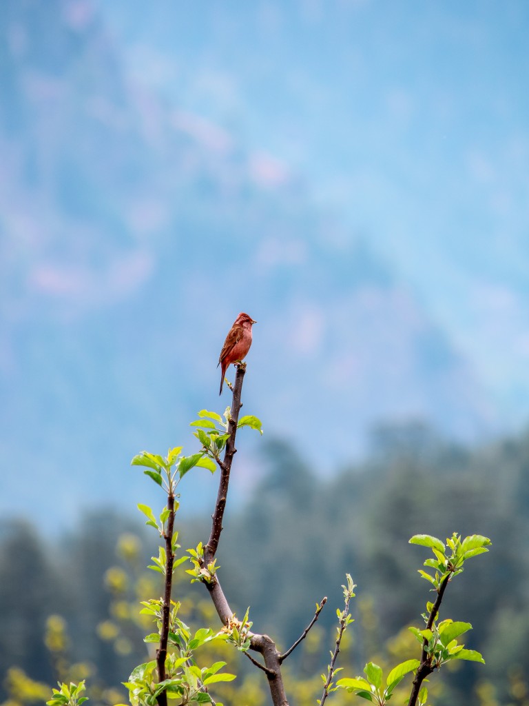 Exotic Red Bird - PixaHive