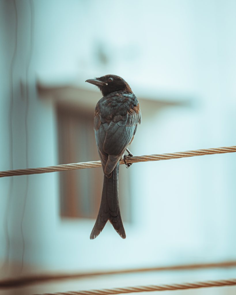 Bird in the Wire - PixaHive