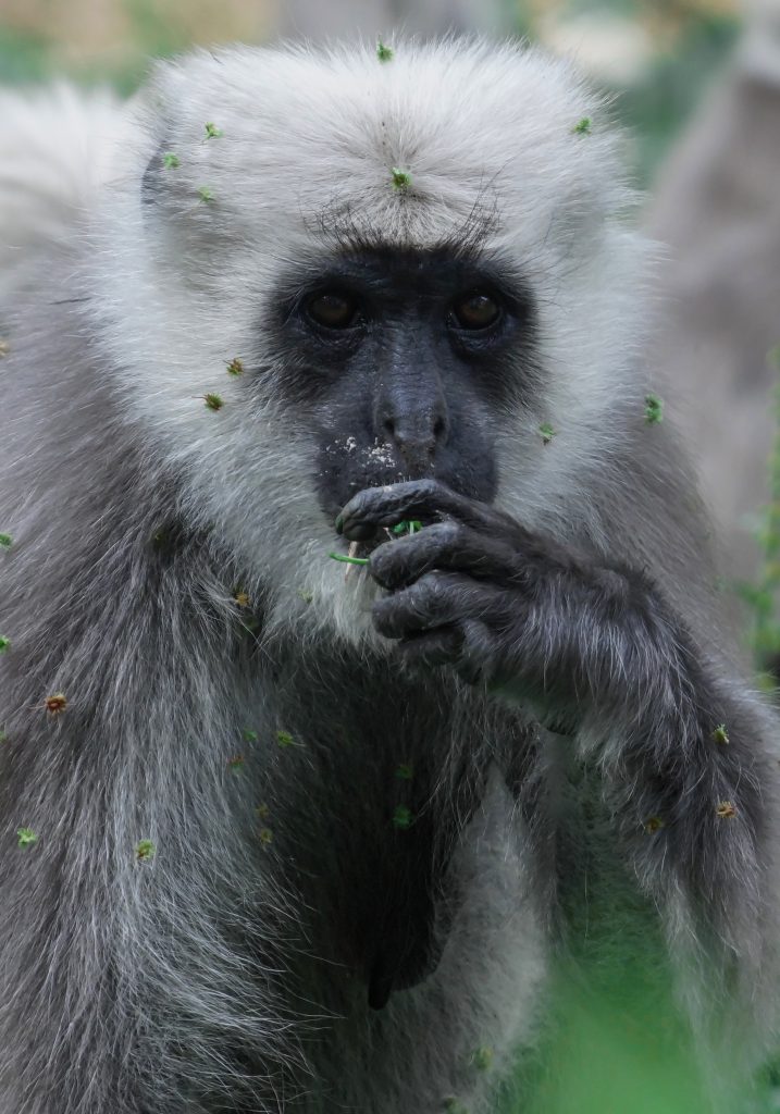 Black and white monkey - PixaHive