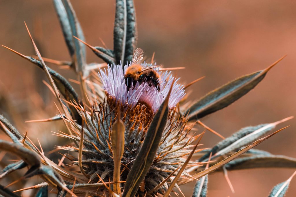 Bombus bee - PixaHive