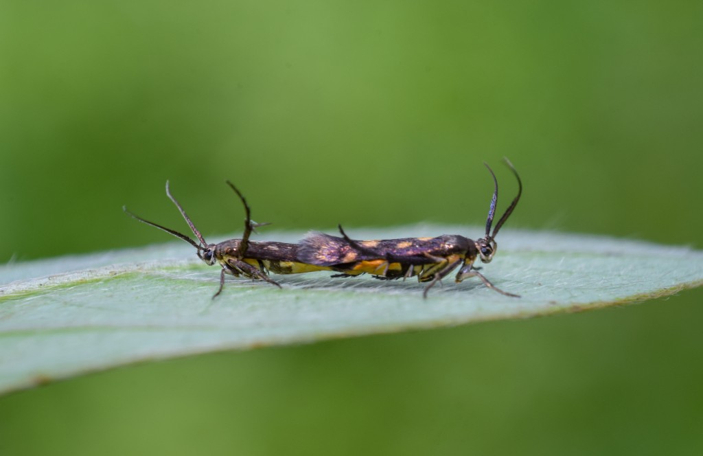 Bugs mating - PixaHive