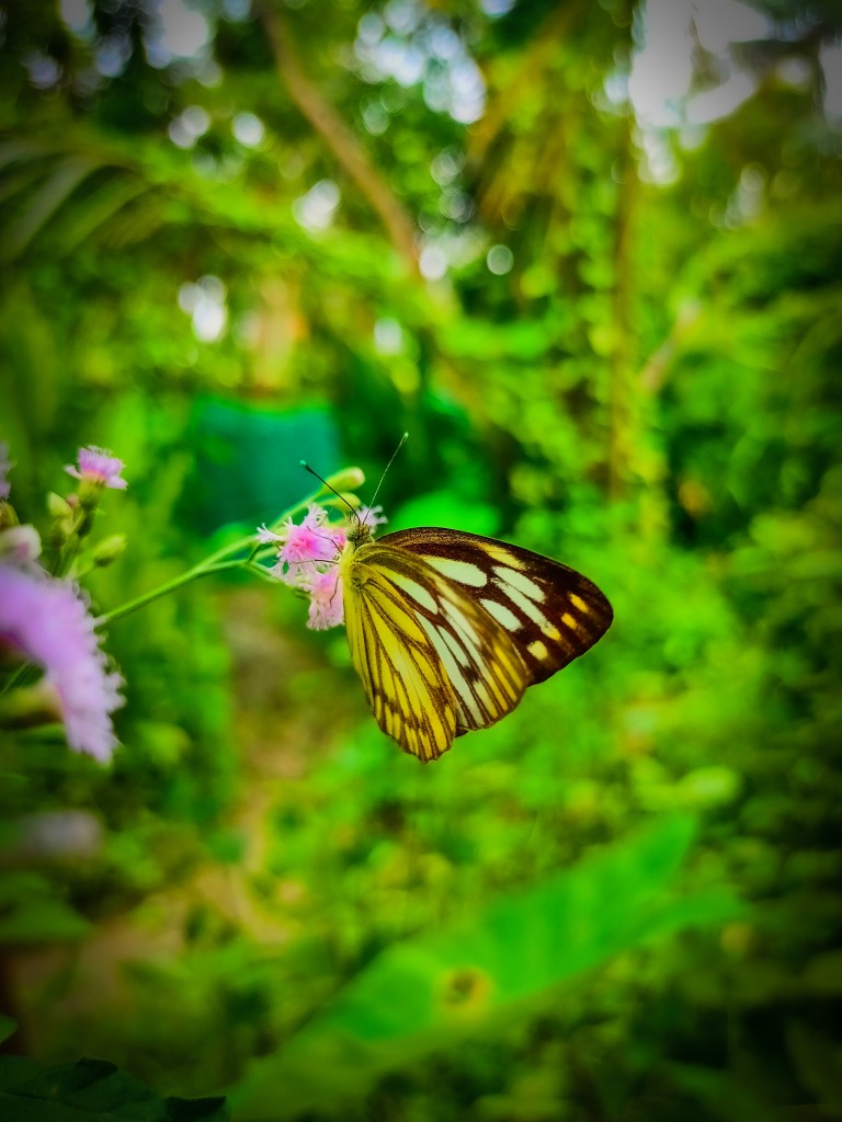 Butterfly - PixaHive