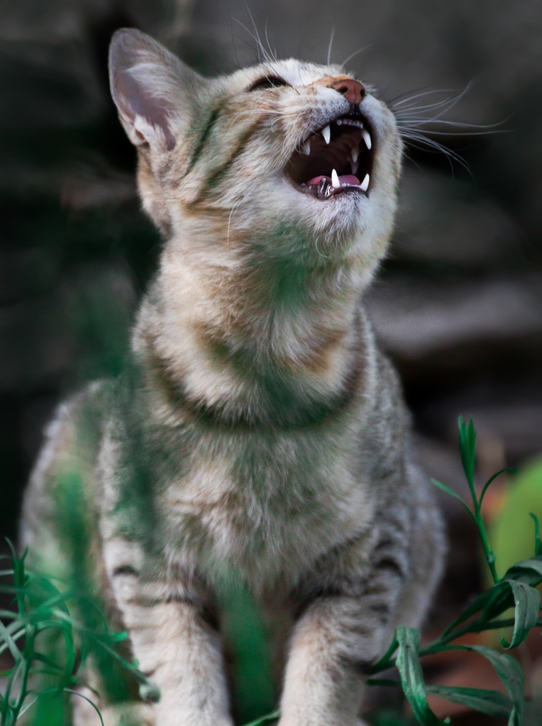 Cat Expression - PixaHive