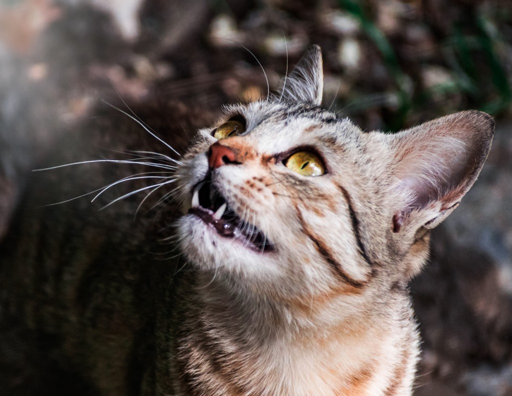 Cat Expressions - PixaHive