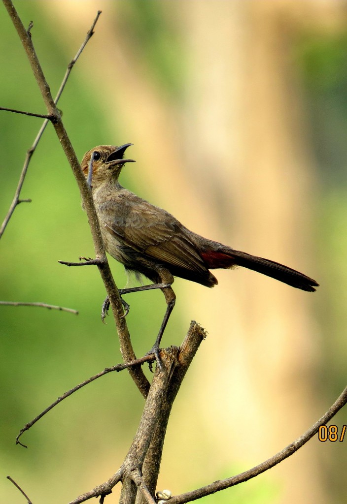 Nightingale on Light Background - PixaHive