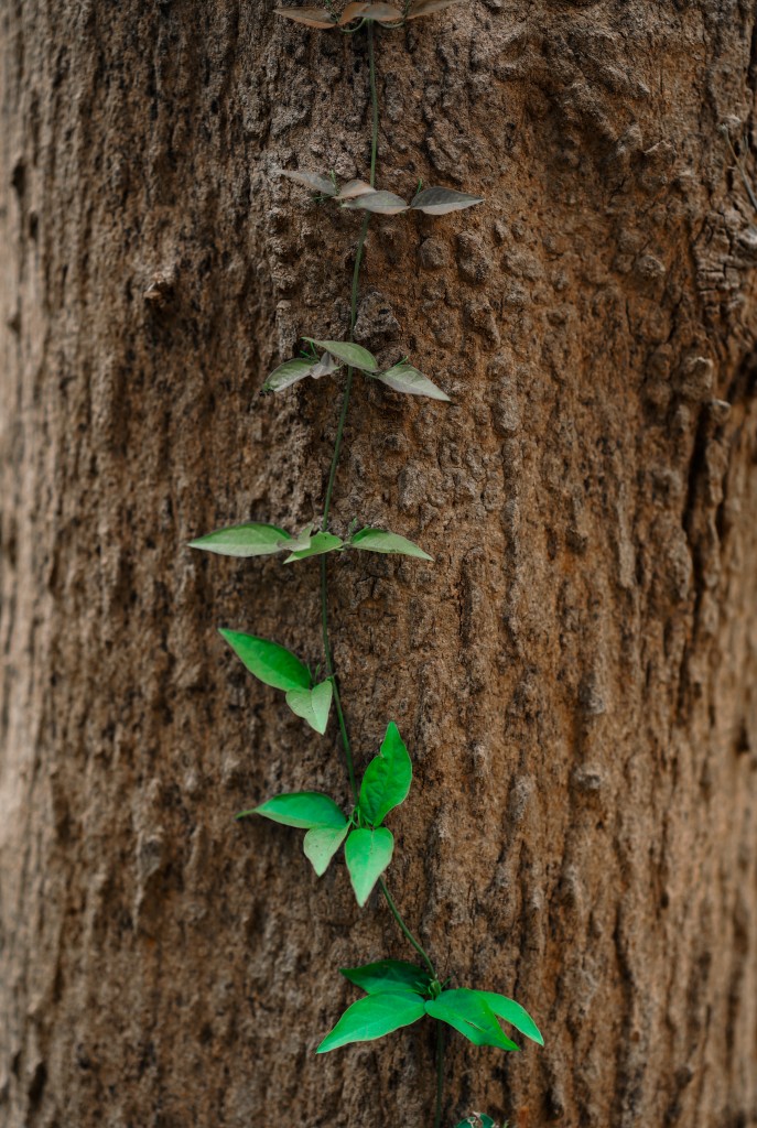 Climbing plant on a tree - PixaHive