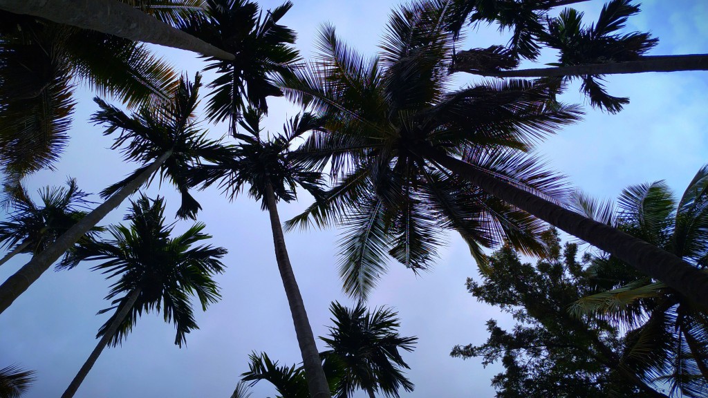 Coconut Trees - PixaHive