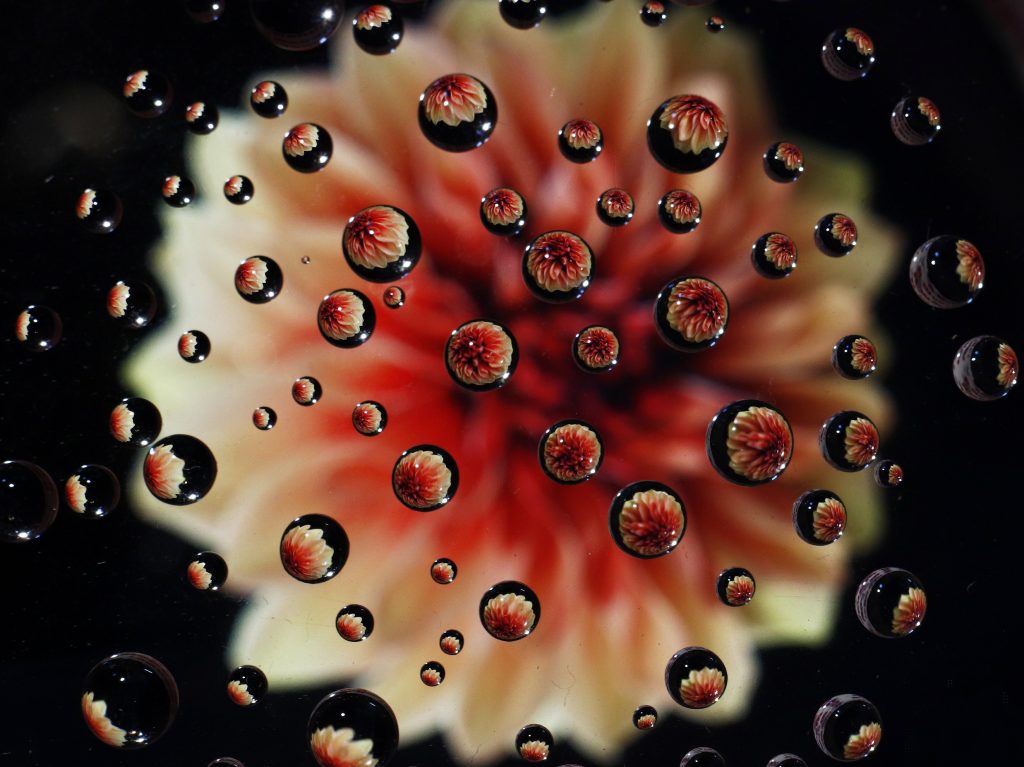 Creative flower reflection - PixaHive