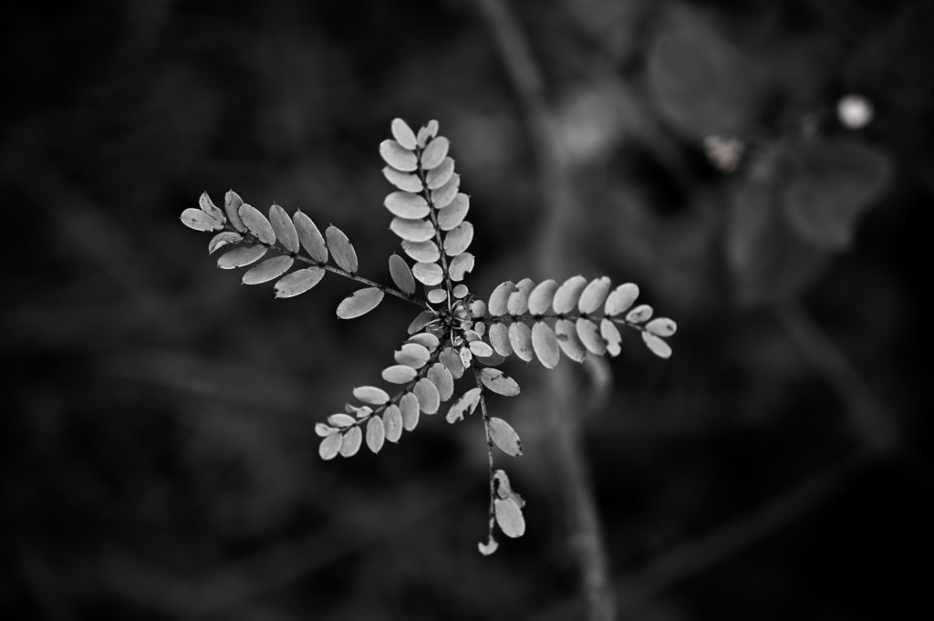 Depth of leaf ♡ - PixaHive