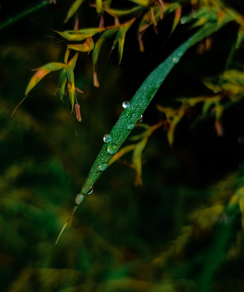 Dewdrops Close up - PixaHive