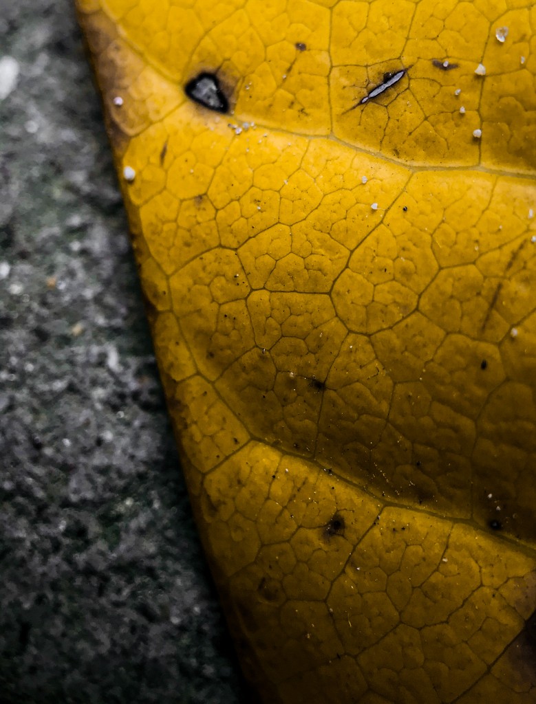 Dry Leaf - PixaHive