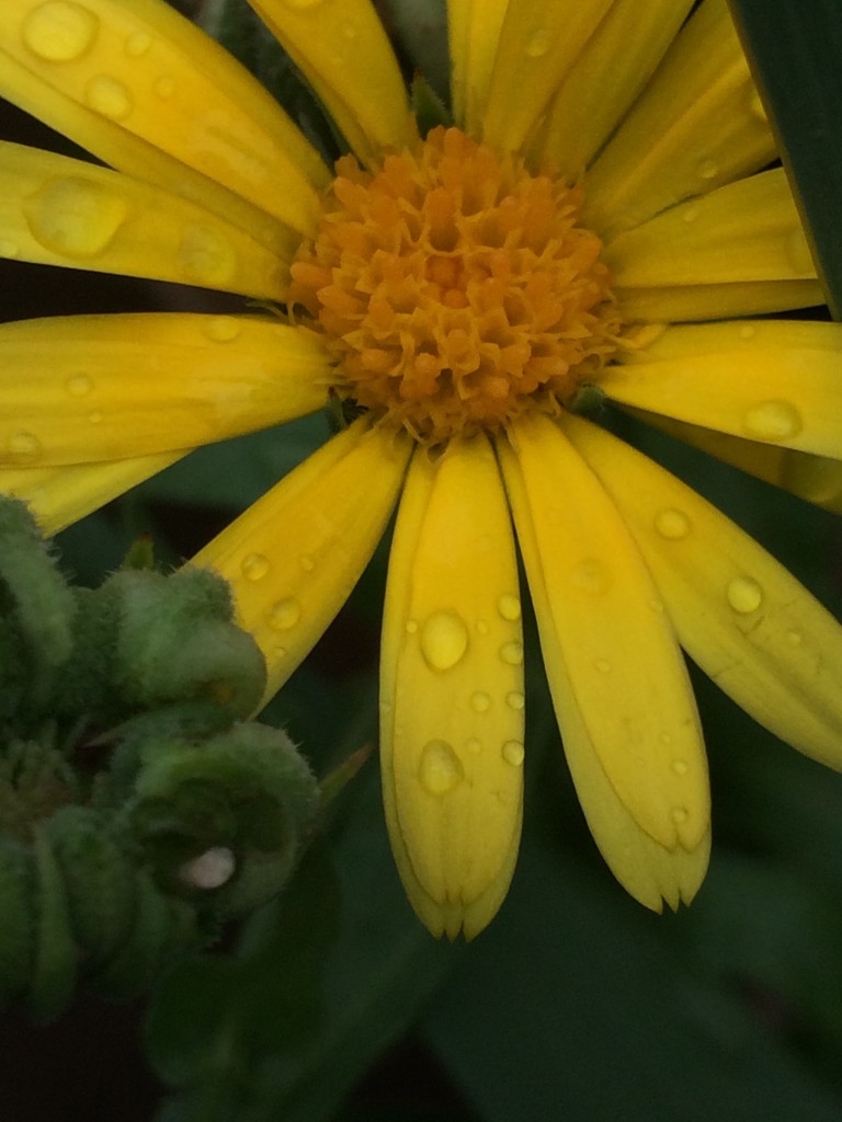 Flower on Focus - PixaHive