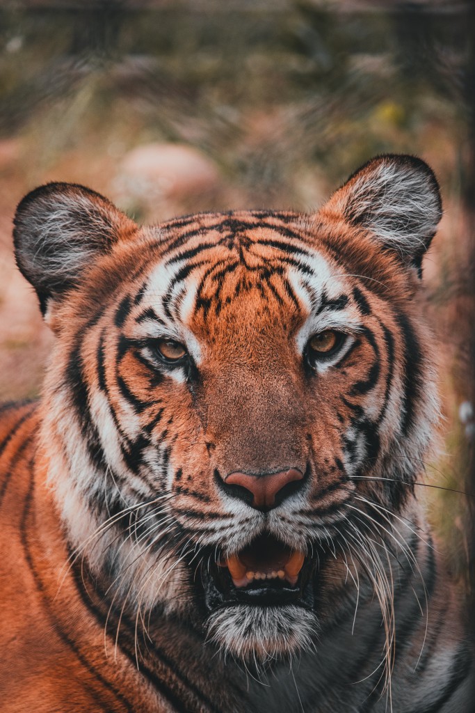 Full Portrait of a tiger - PixaHive