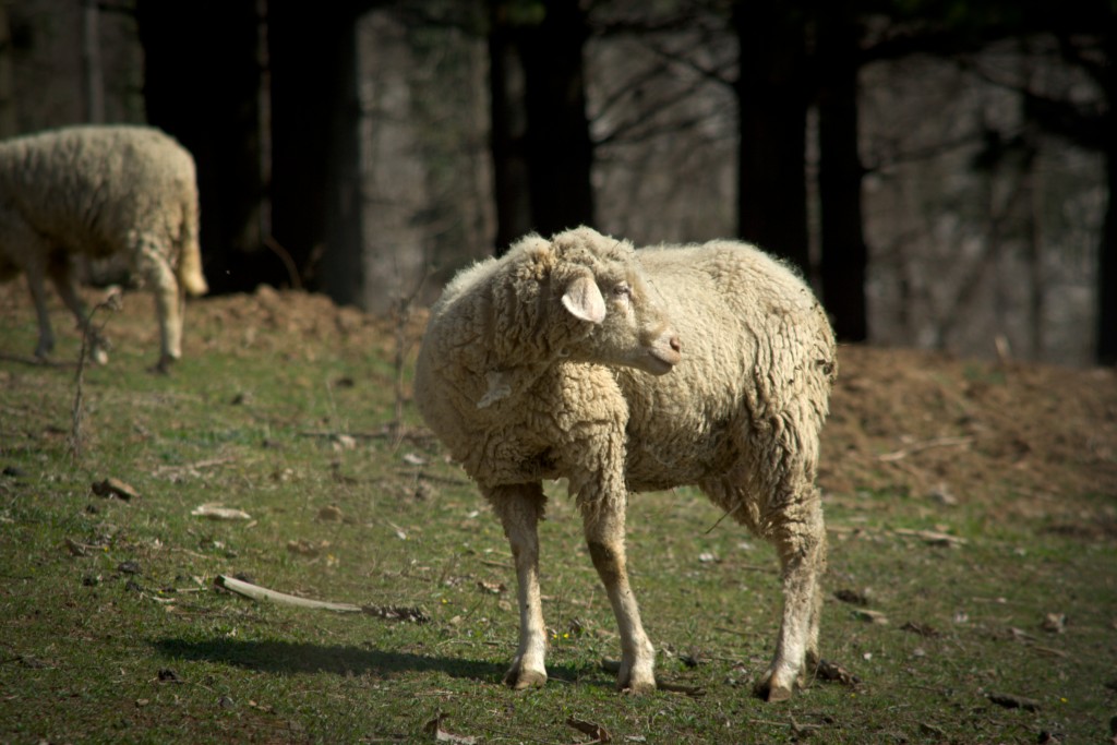 Grazing Sheep - PixaHive