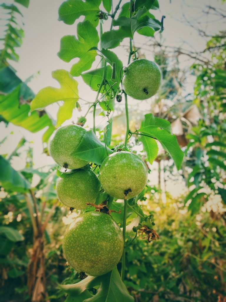 Green Fruit Plant - PixaHive