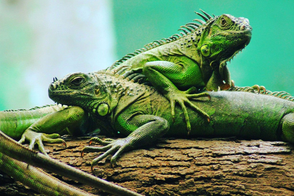 Green Iguanas on a Tree - PixaHive