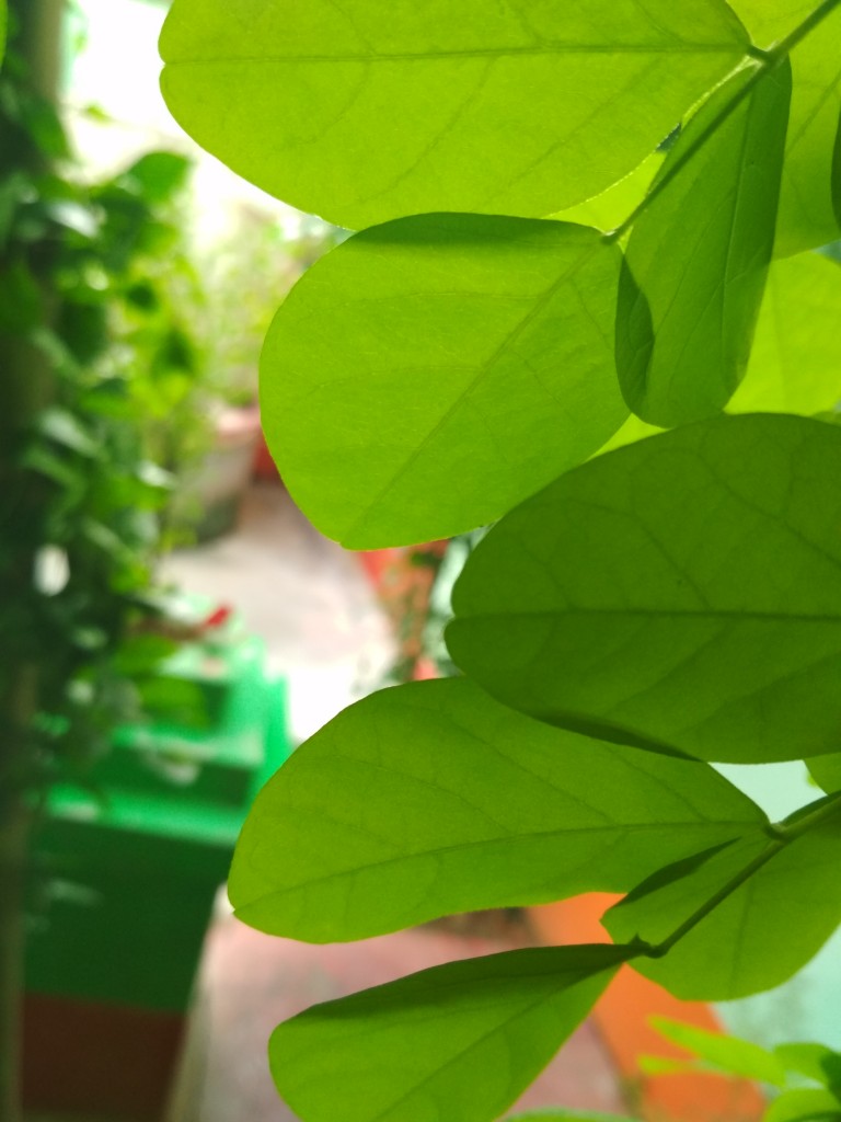 Greenery & Leaves wallpaper - PixaHive