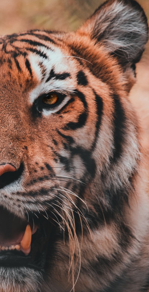 Half portrait of a tiger - PixaHive