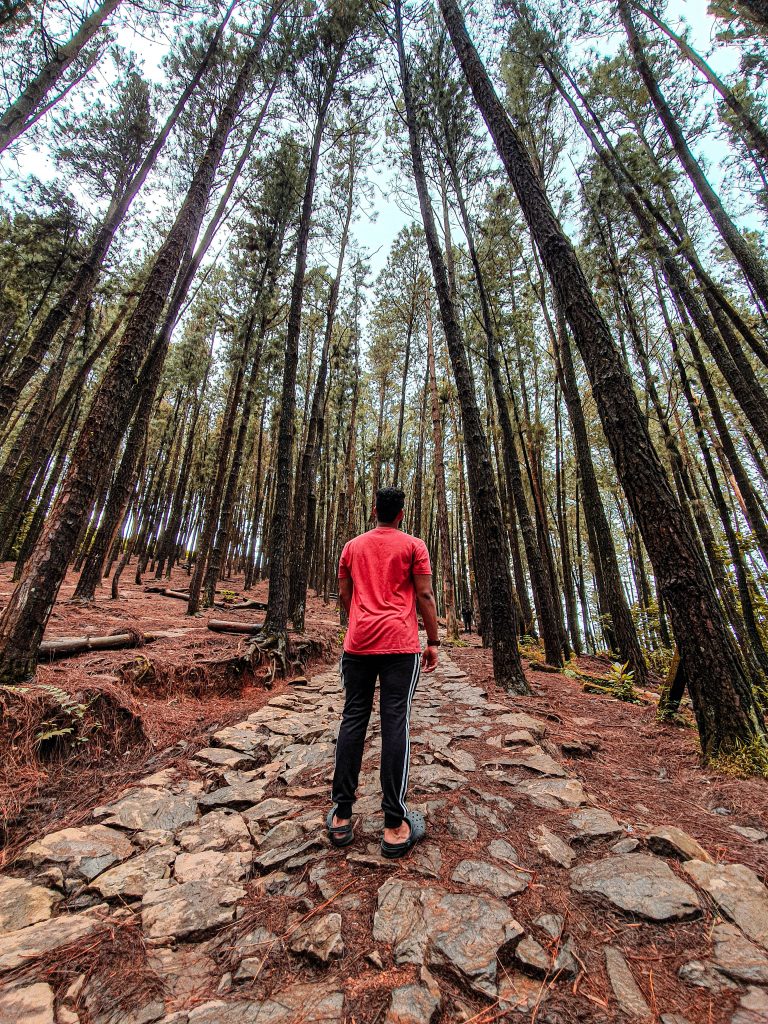 Long Trees Forest - PixaHive