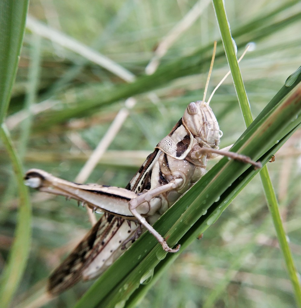 Indian Grey Grasshopper - PixaHive