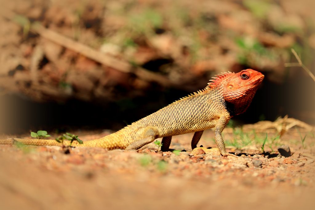 Indian Lizard - PixaHive