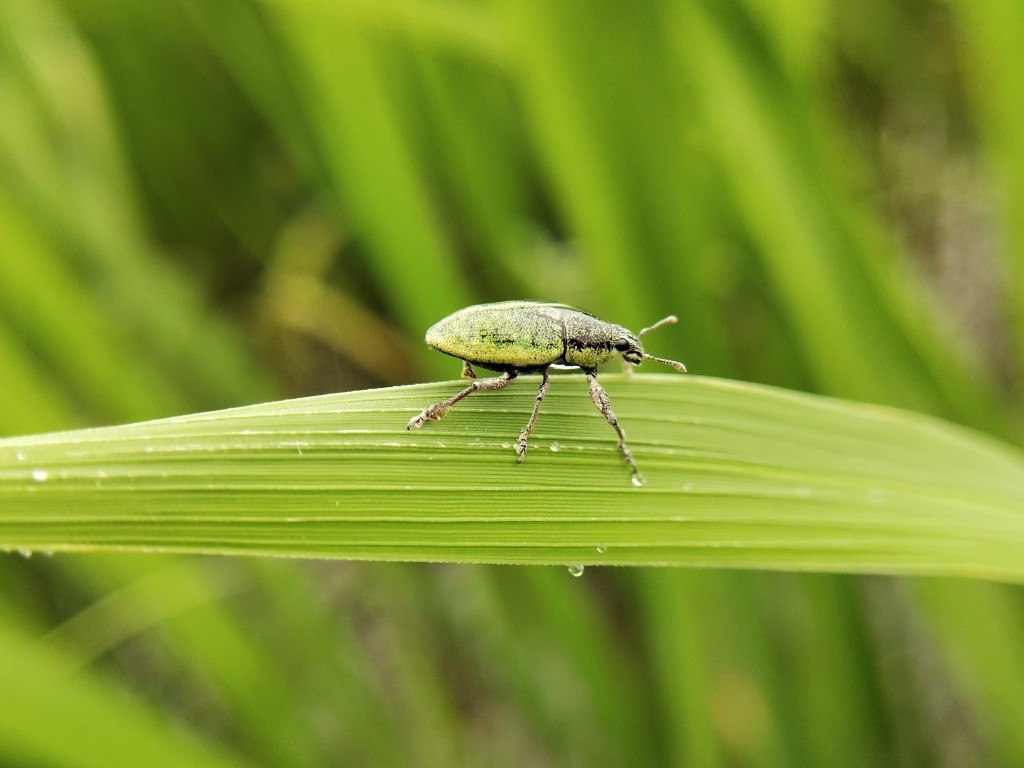 Insect on leaf - PixaHive