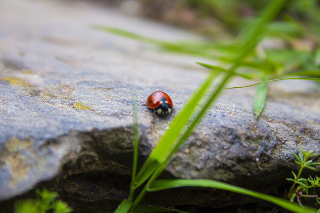 LadyBug - PixaHive