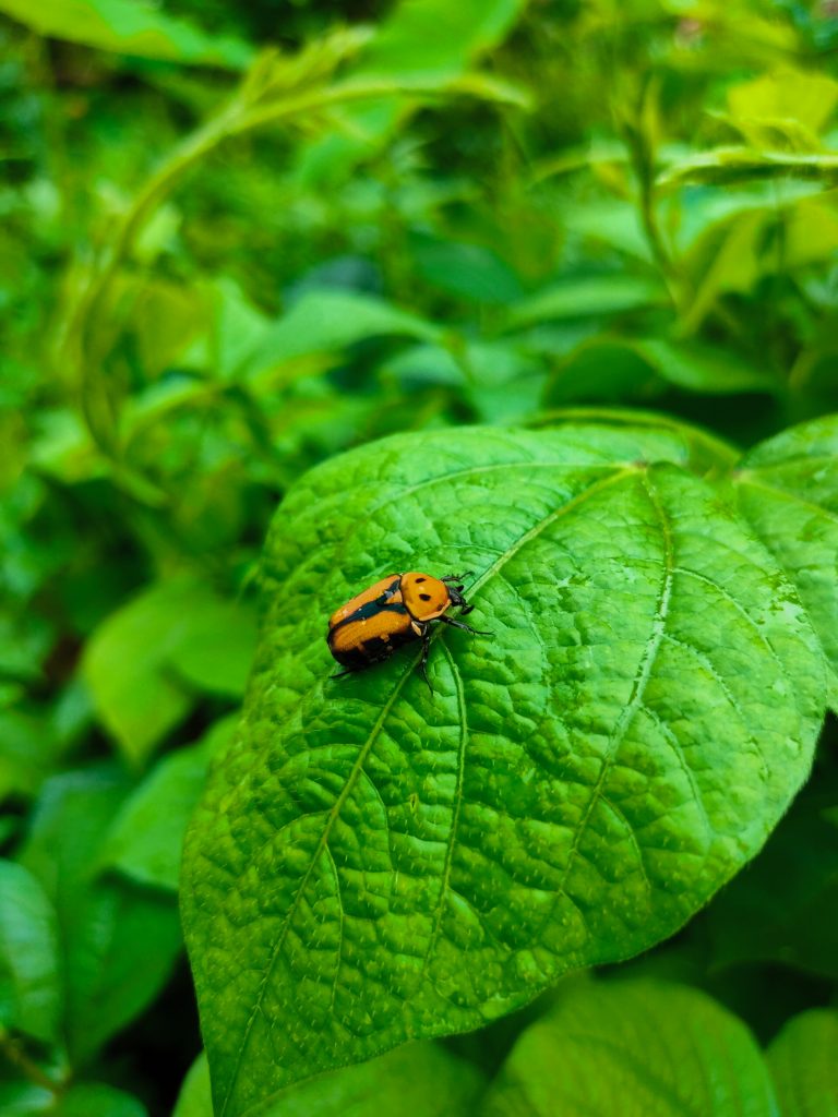 Ladybug on a leaf - PixaHive