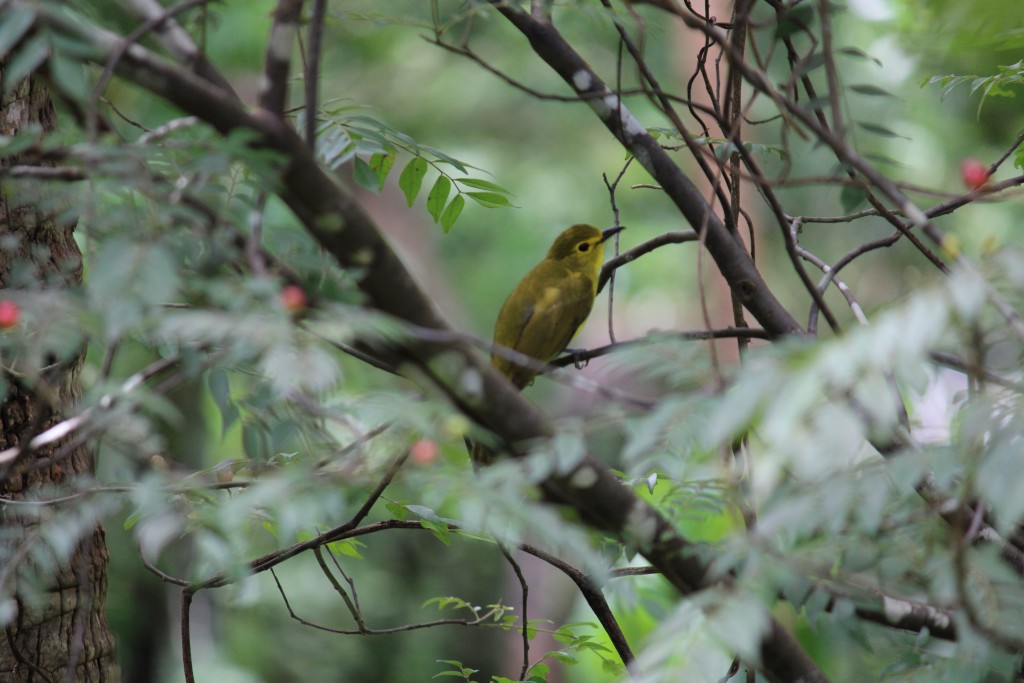 Lonely bird on a tree - PixaHive