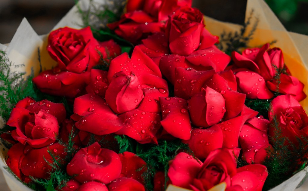 A Plate of Red Roses - PixaHive