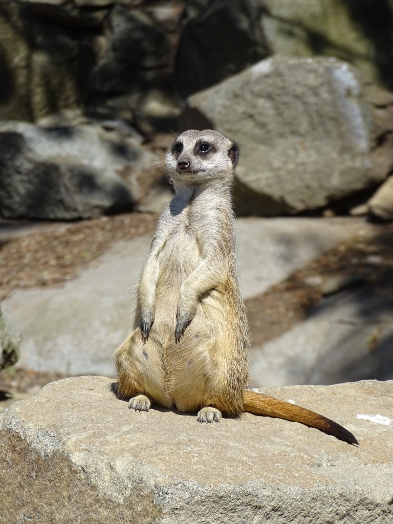 Meerkat Standing - PixaHive