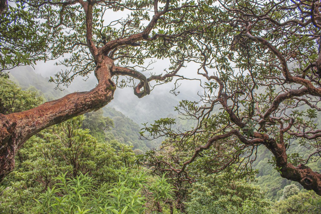 Mountain Trees - PixaHive