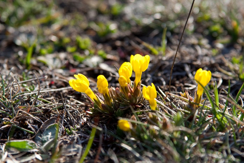 Natural Yellow Flowers - PixaHive