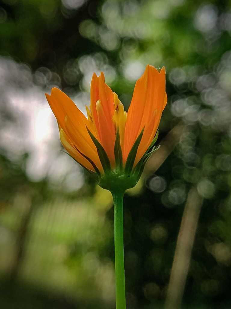 Orange Flower and Bokeh - PixaHive