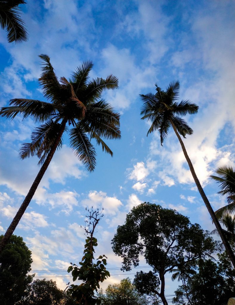 Palm Trees with Sky View - PixaHive