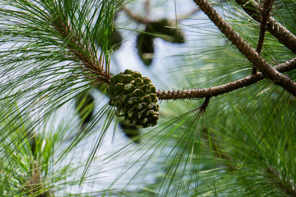 Pine Fruit on Focus - PixaHive