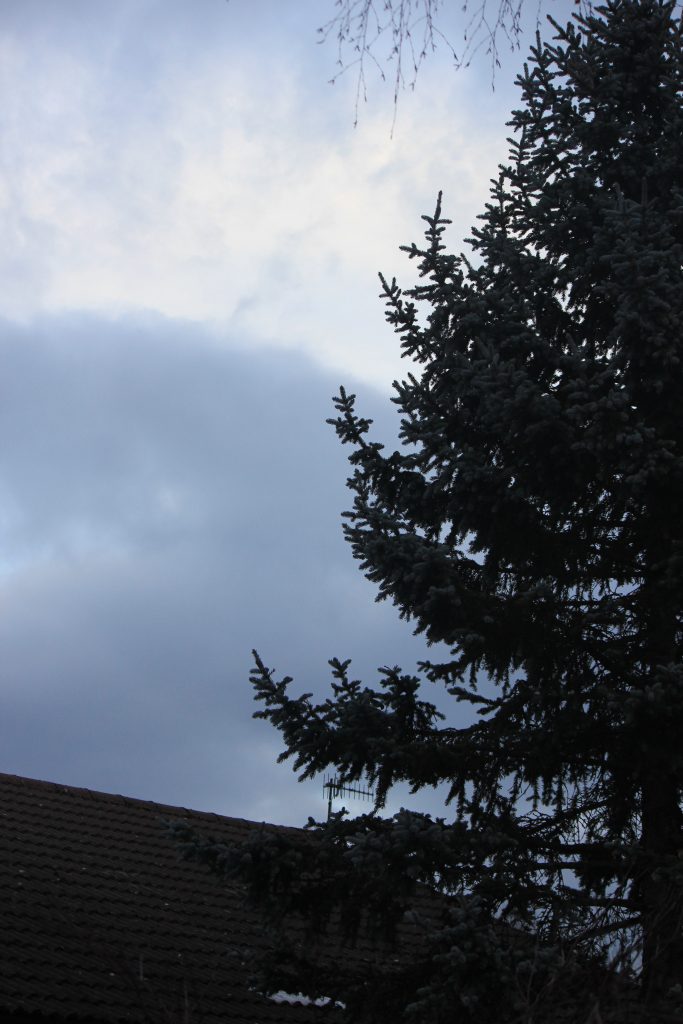 Pine Tree - PixaHive