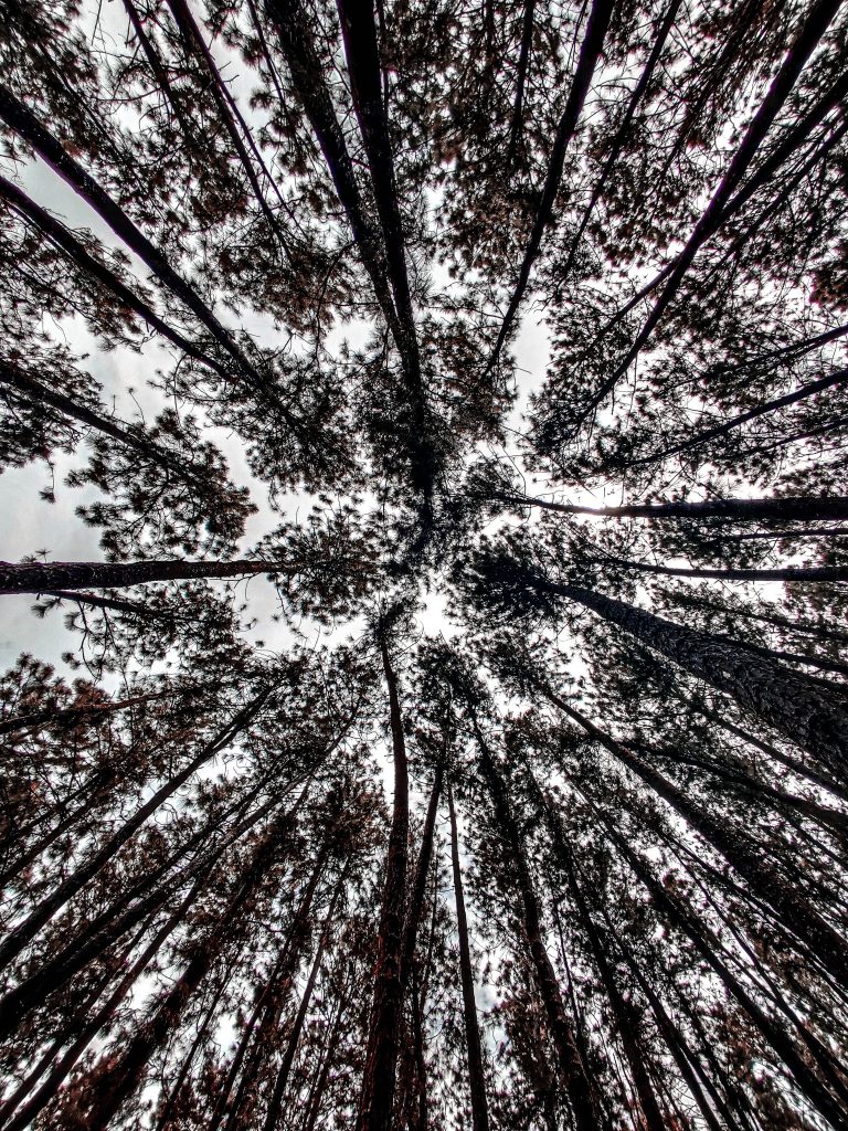 Pine Trees - PixaHive