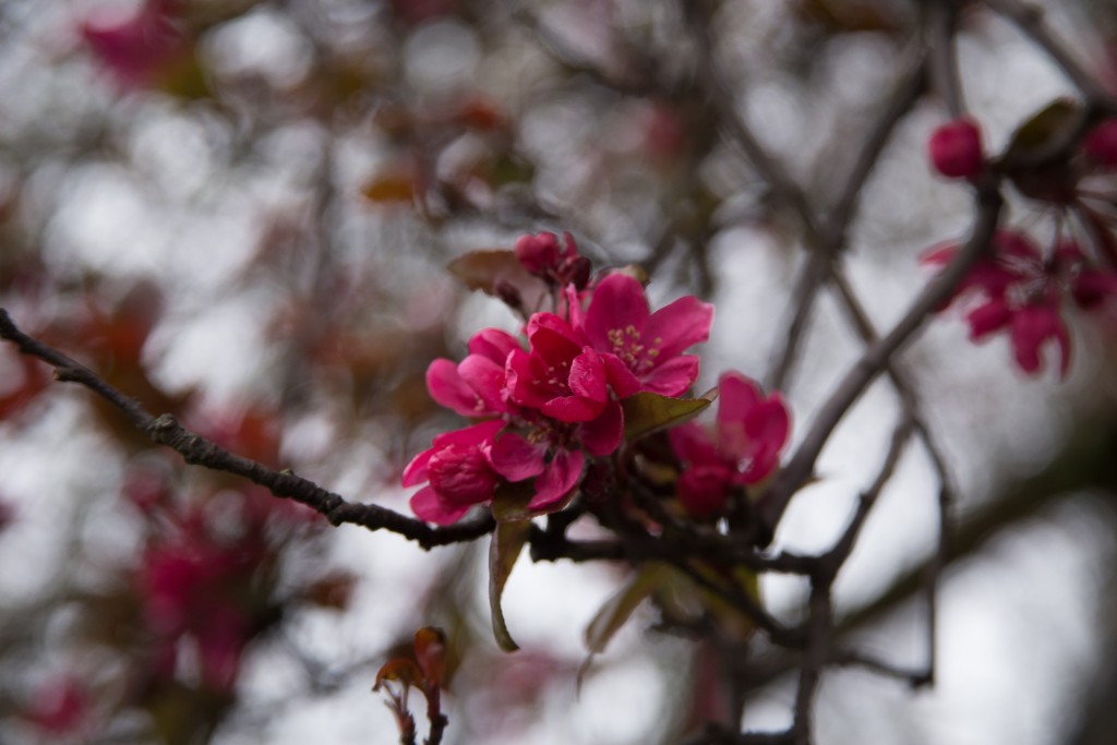 Pink spring flowers - PixaHive