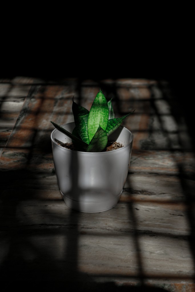 A Potted Plant on the Shadows - PixaHive